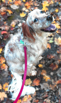 The Dog That Knew Morse Code – Ham Radio Outside the Box